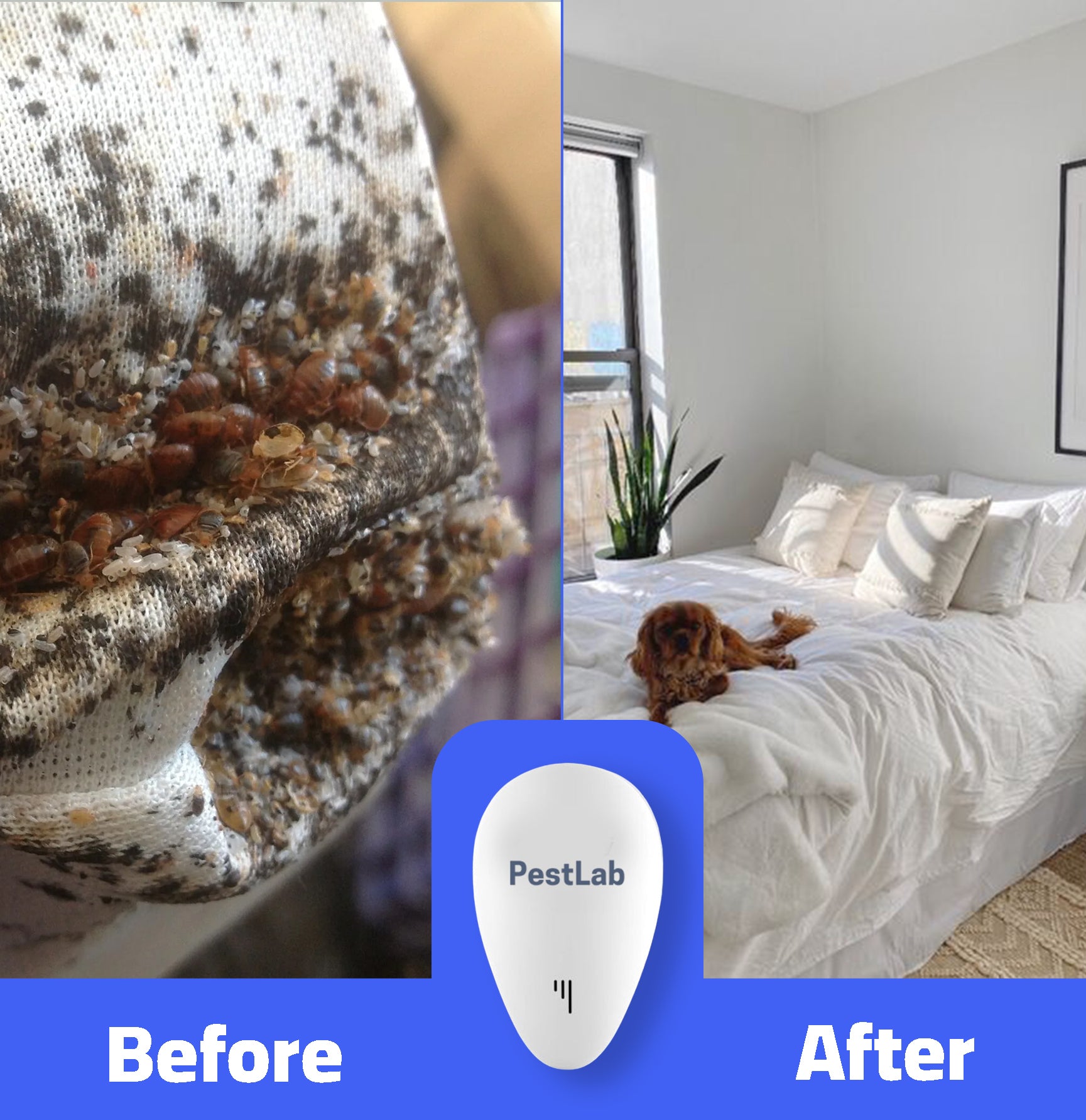 Advertorial Bed Bugs 1 V1 Mum Story – PestLab