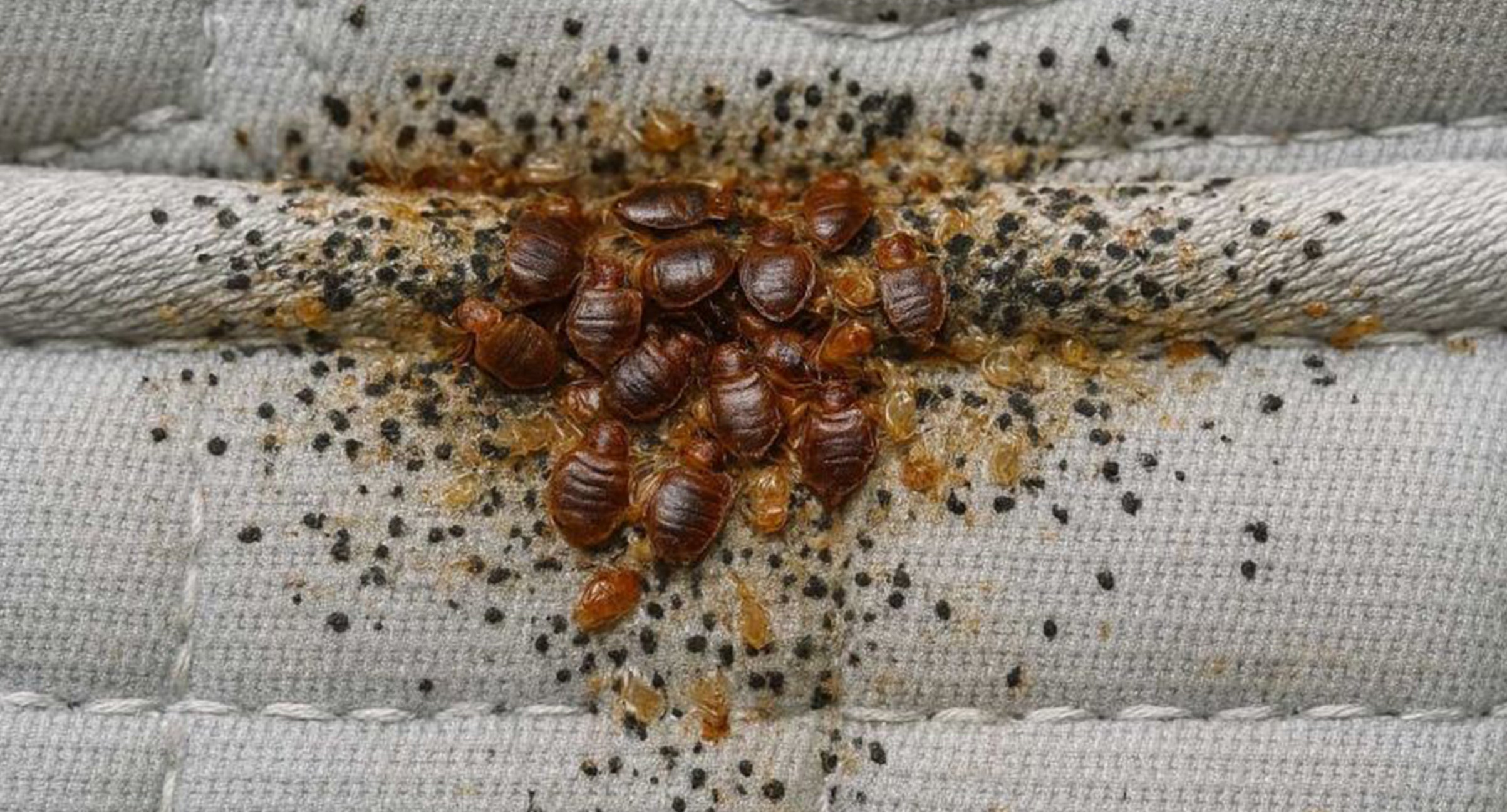 Listicle Bed Bugs 02 H3 – PestLab